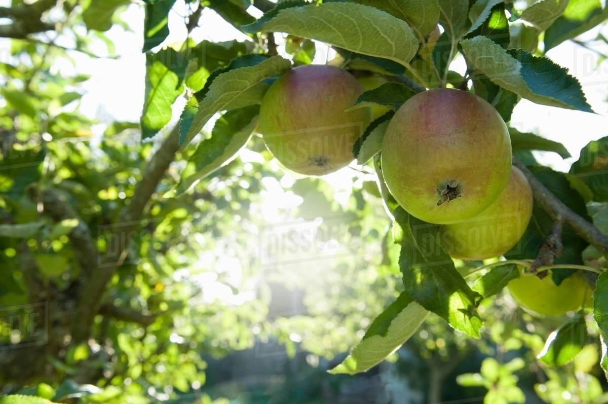 Apples in morning sun - Royalty-free Stock Photo | Dissolve