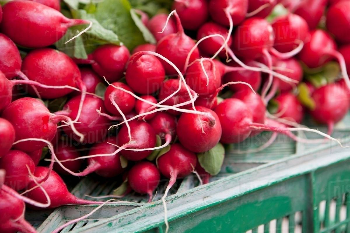 Red round radishes in a market - Royalty-free Stock Photo | Dissolve