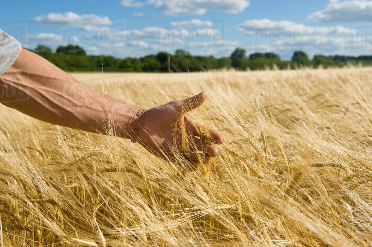 Farmers hand checking ear of wheat in wheatfield - Stock Photo - Dissolve