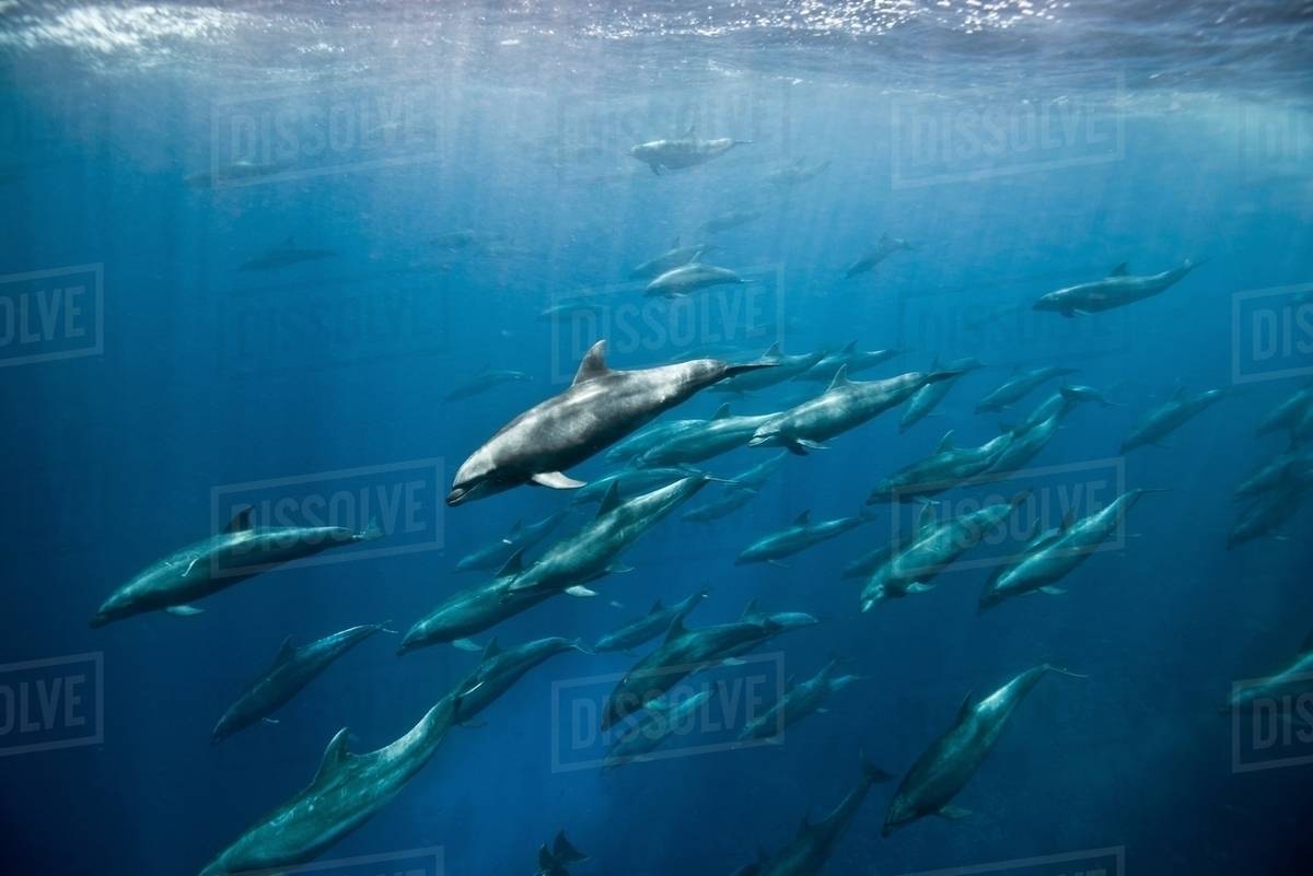 Massive aggregation of bottlenose dolphins (tursiops sp) chase after ...