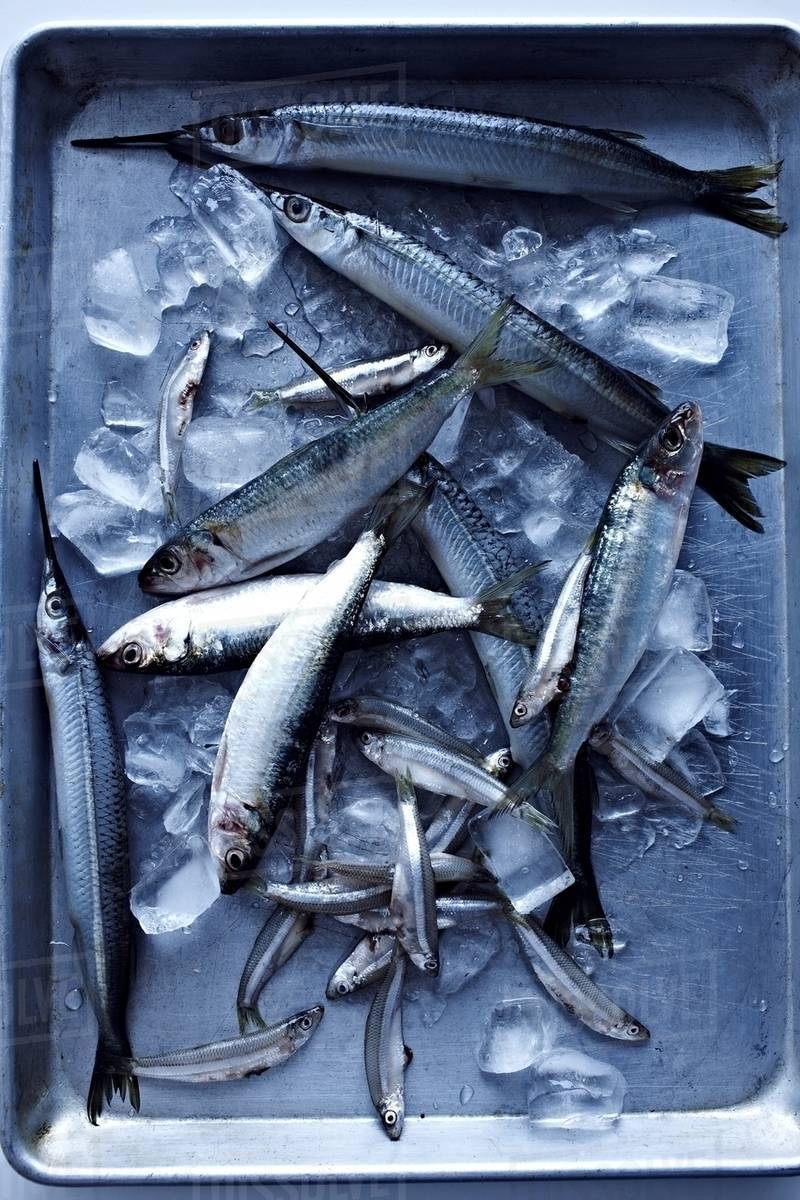 Small fish in ice tray - Royalty-free Stock Photo | Dissolve