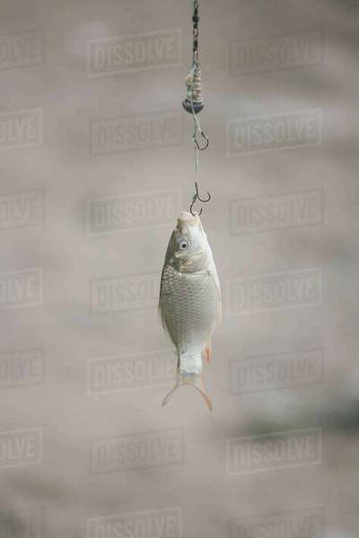 Fish caught on hook - Royalty-free Stock Photo | Dissolve