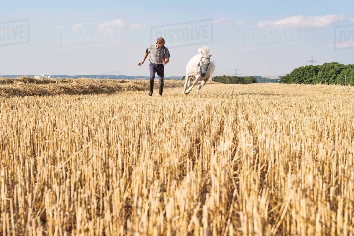 Man training galloping white horse in field - Stock Photo - Dissolve