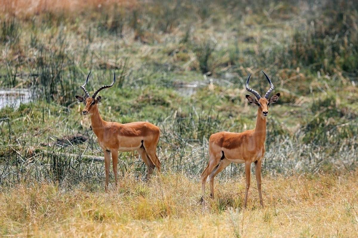 Impala, Botswana - Royalty-free Stock Photo | Dissolve