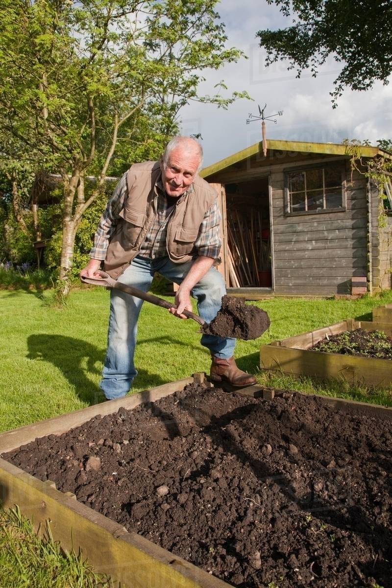 Senior man, digging soil in garden - Royalty-free Stock Photo | Dissolve