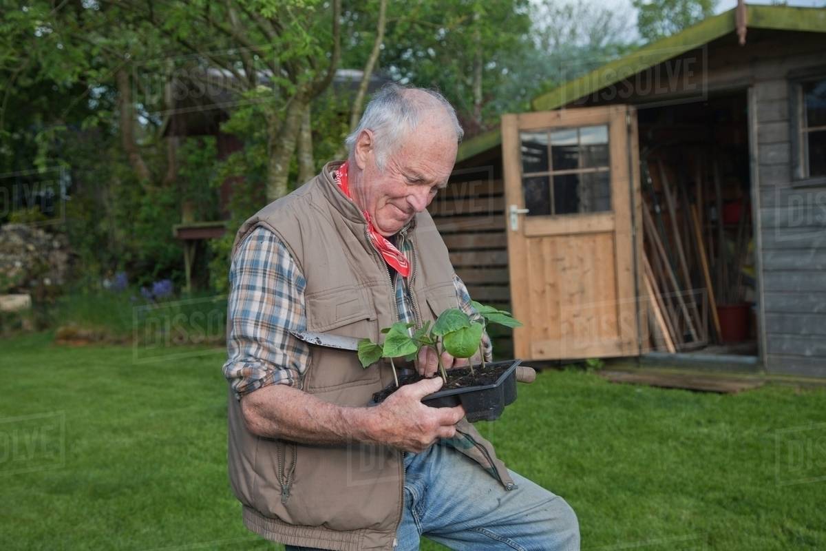 Senior man, handling seedlings in garden - Royalty-free Stock Photo ...