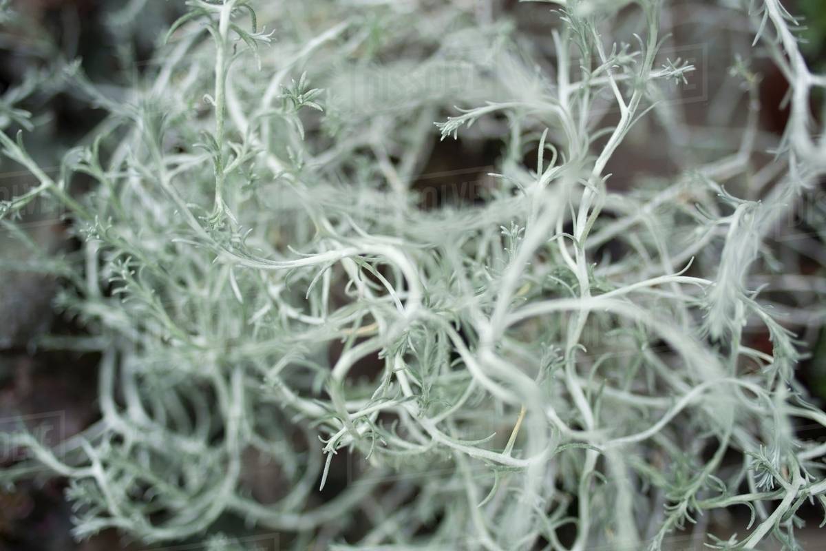 Close up of tangled plants - Royalty-free Stock Photo | Dissolve