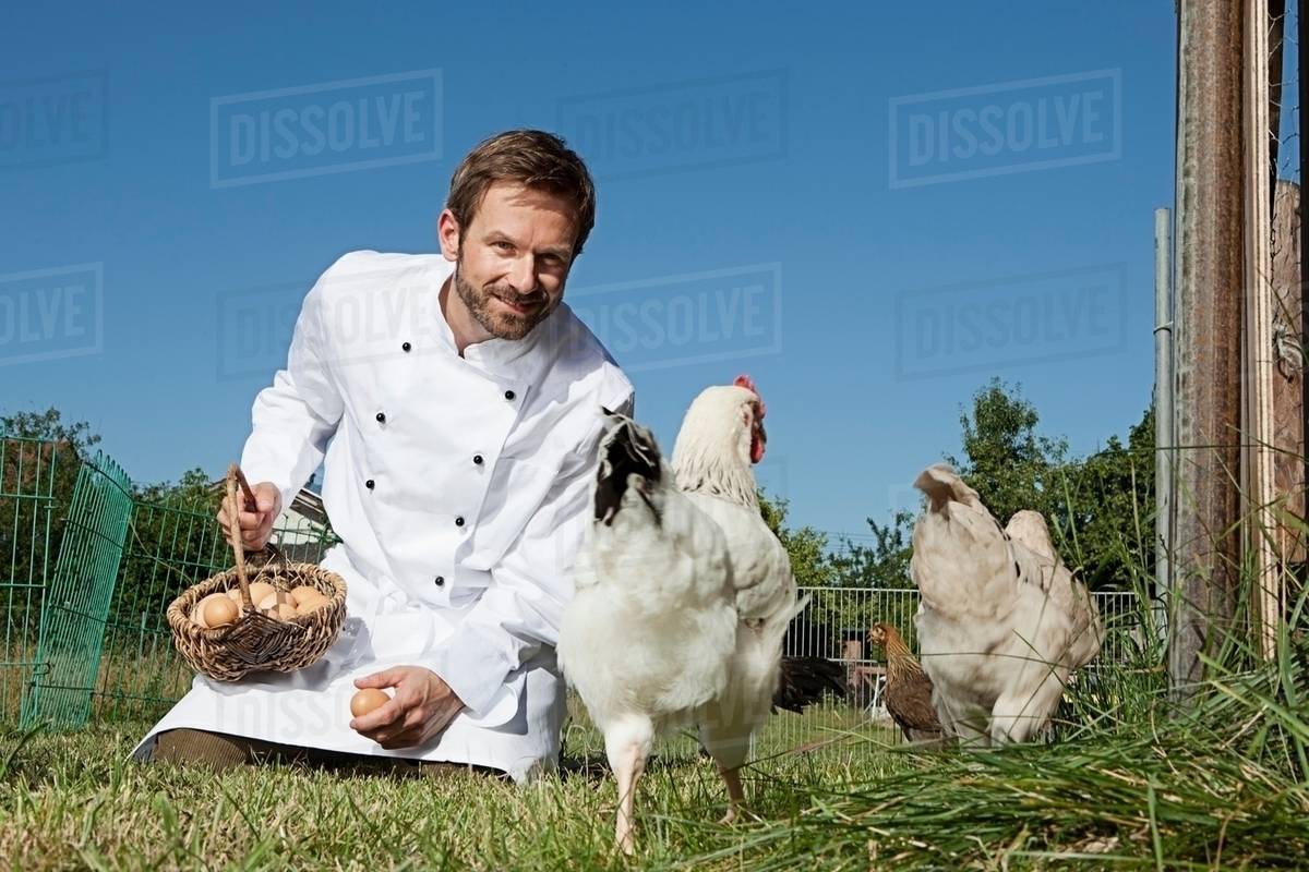 Chef feeding chickens outdoors - Stock Photo - Dissolve