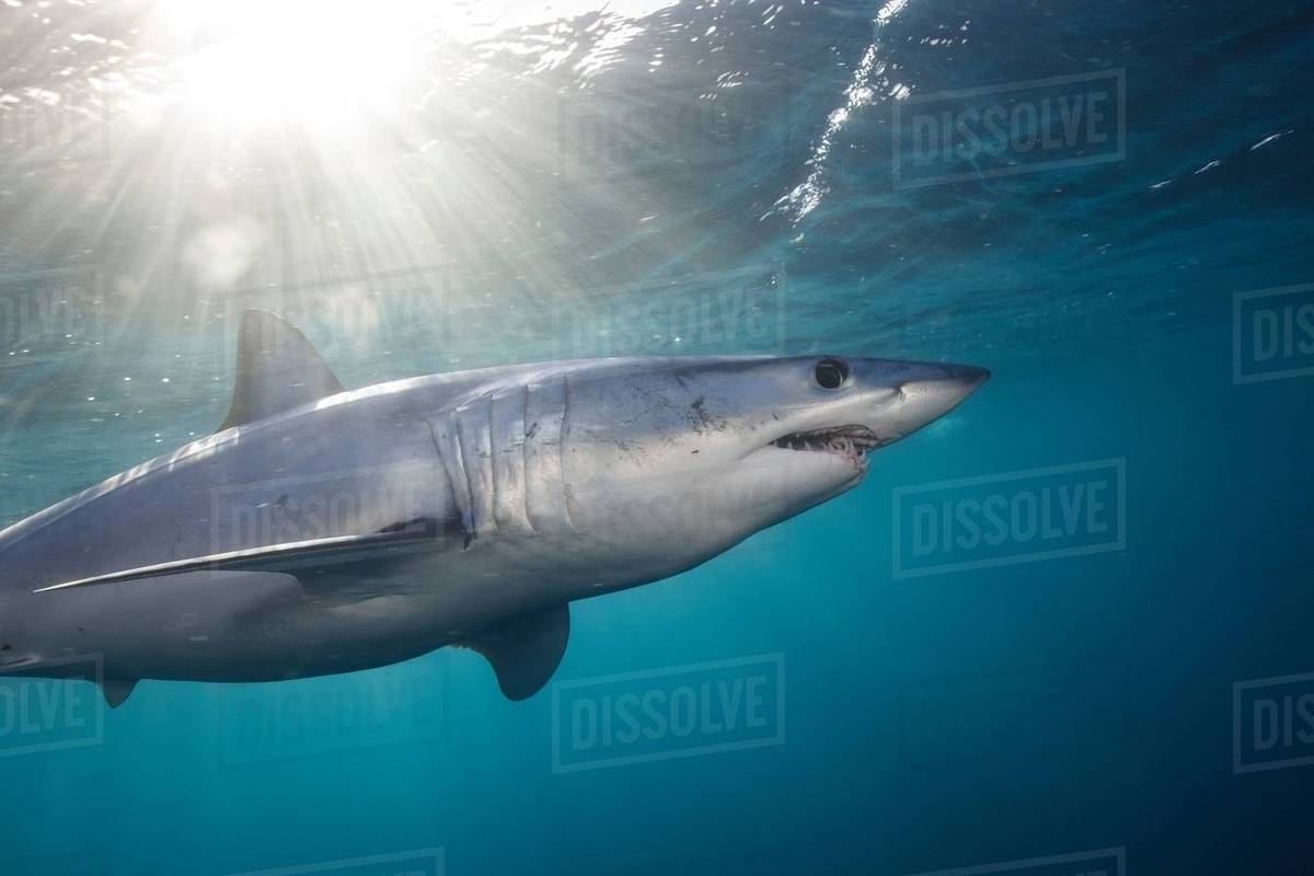 Underwater view of shortfin mako shark (Isurus oxyrinchus) swimming ...