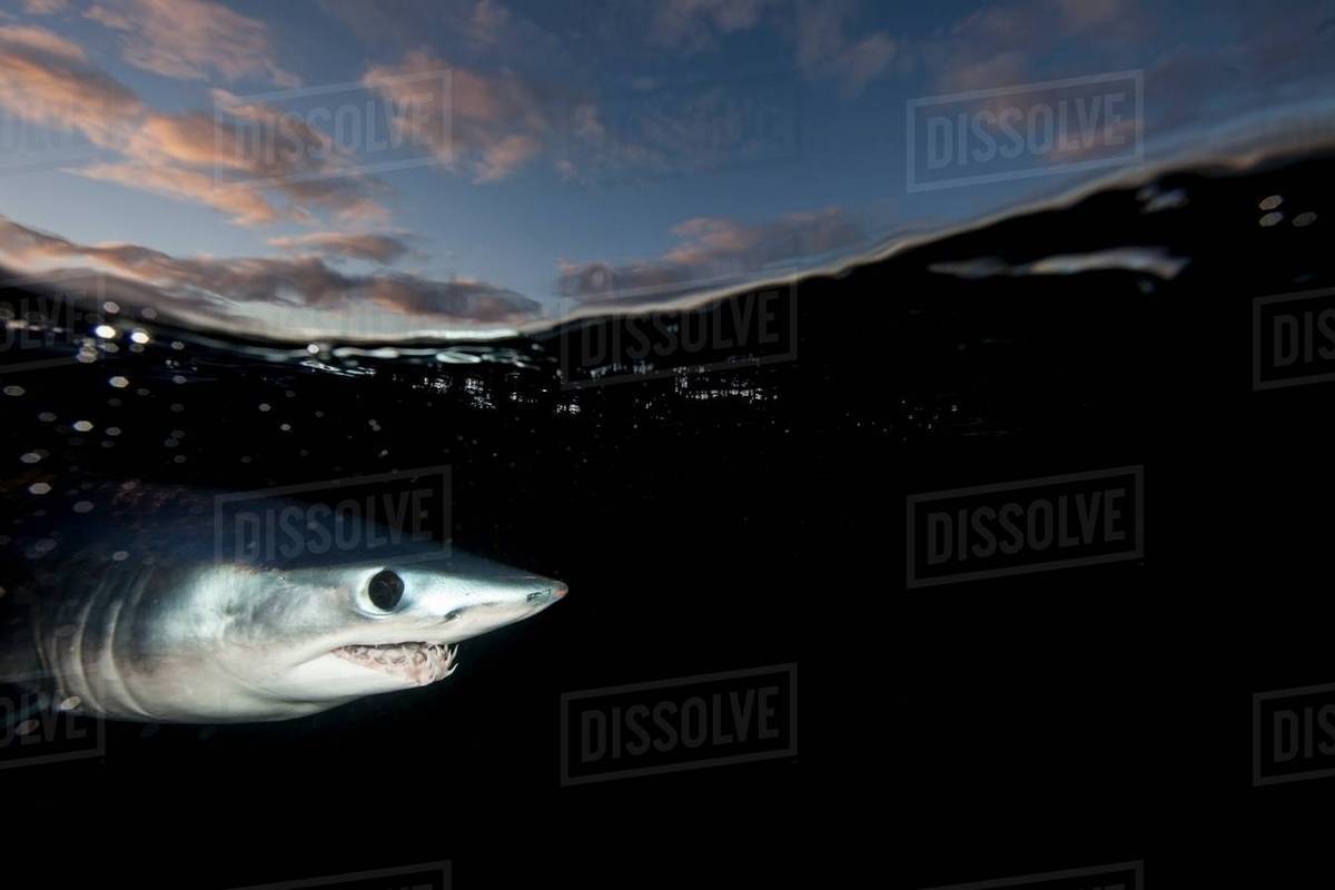 Underwater view of shortfin mako shark (Isurus oxyrinchus) swimming ...