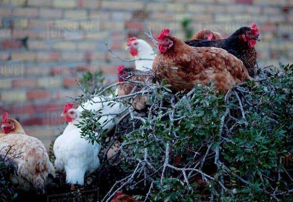 Chickens roosting on tree - Royalty-free Stock Photo | Dissolve