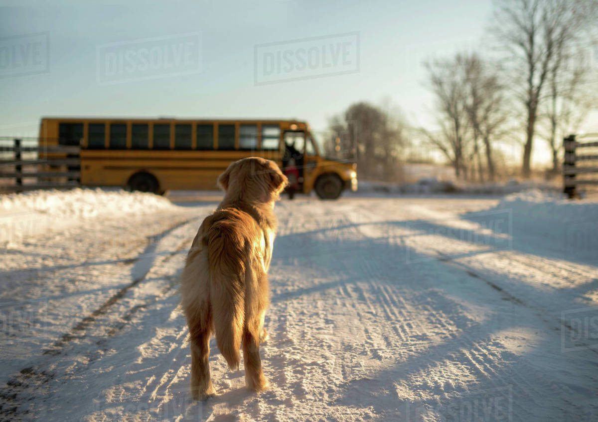 Golden retriever watching girl catching school bus from snow covered ...