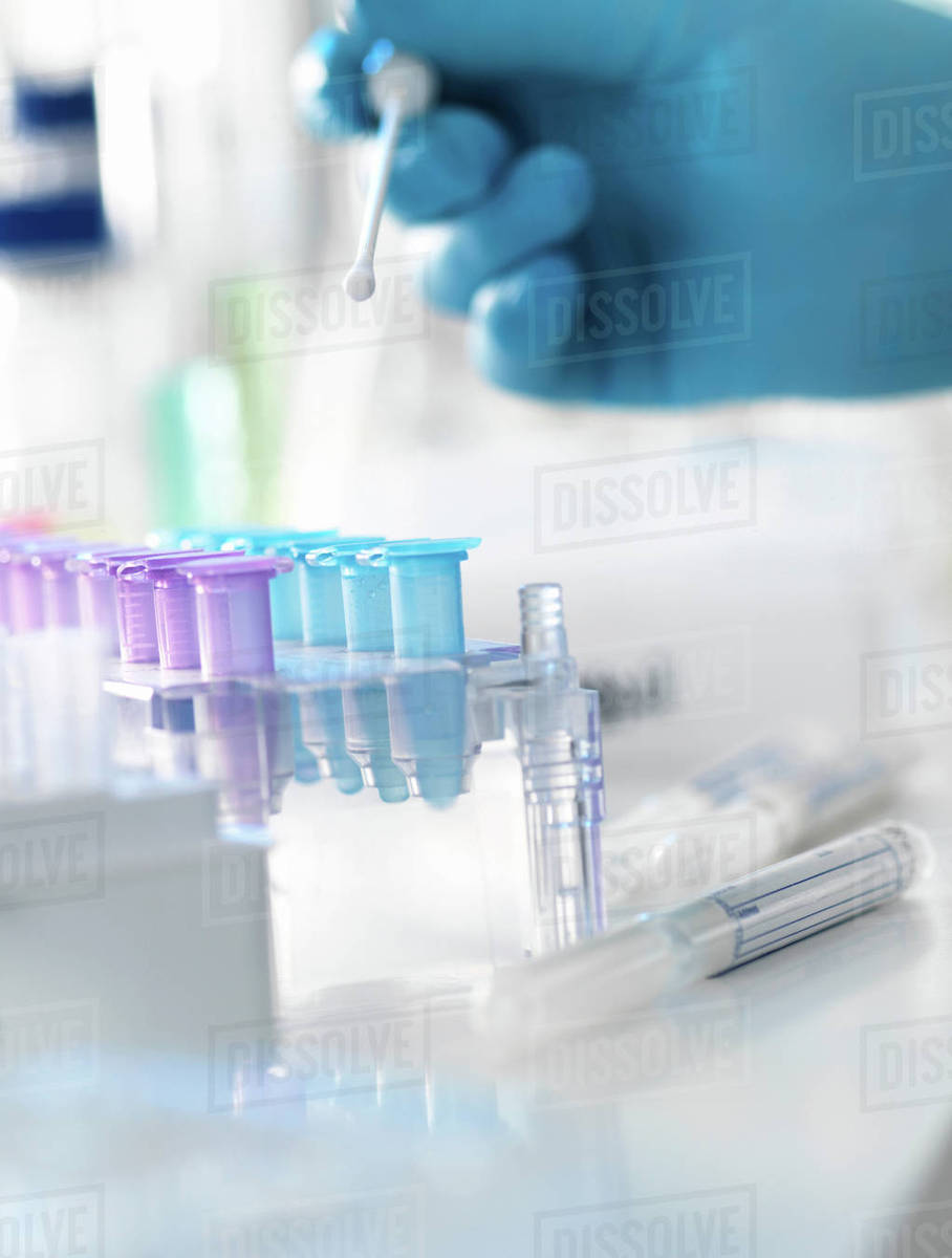 Scientist preparing a DNA swab for analysis in a laboratory for ...