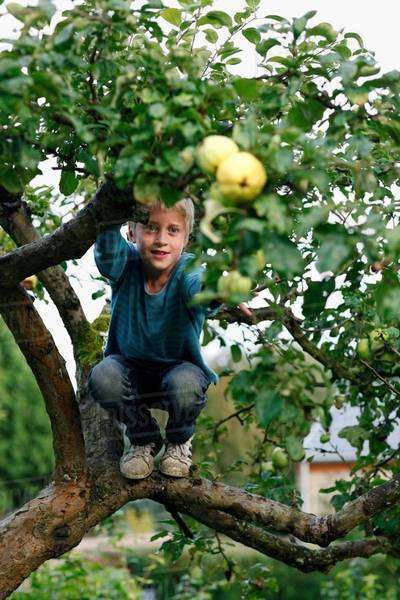 Boy climbing fruit tree - Stock Photo - Dissolve