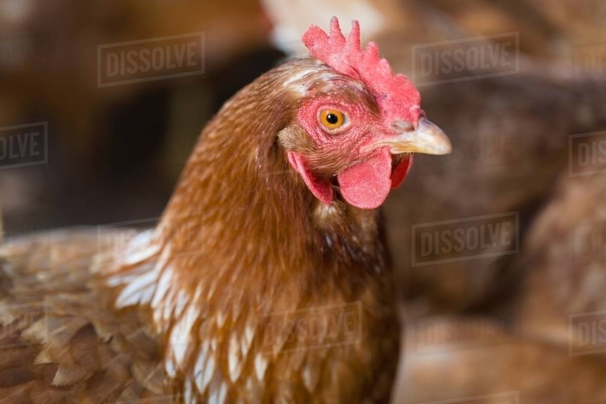 Close up of chicken's face - Royalty-free Stock Photo | Dissolve