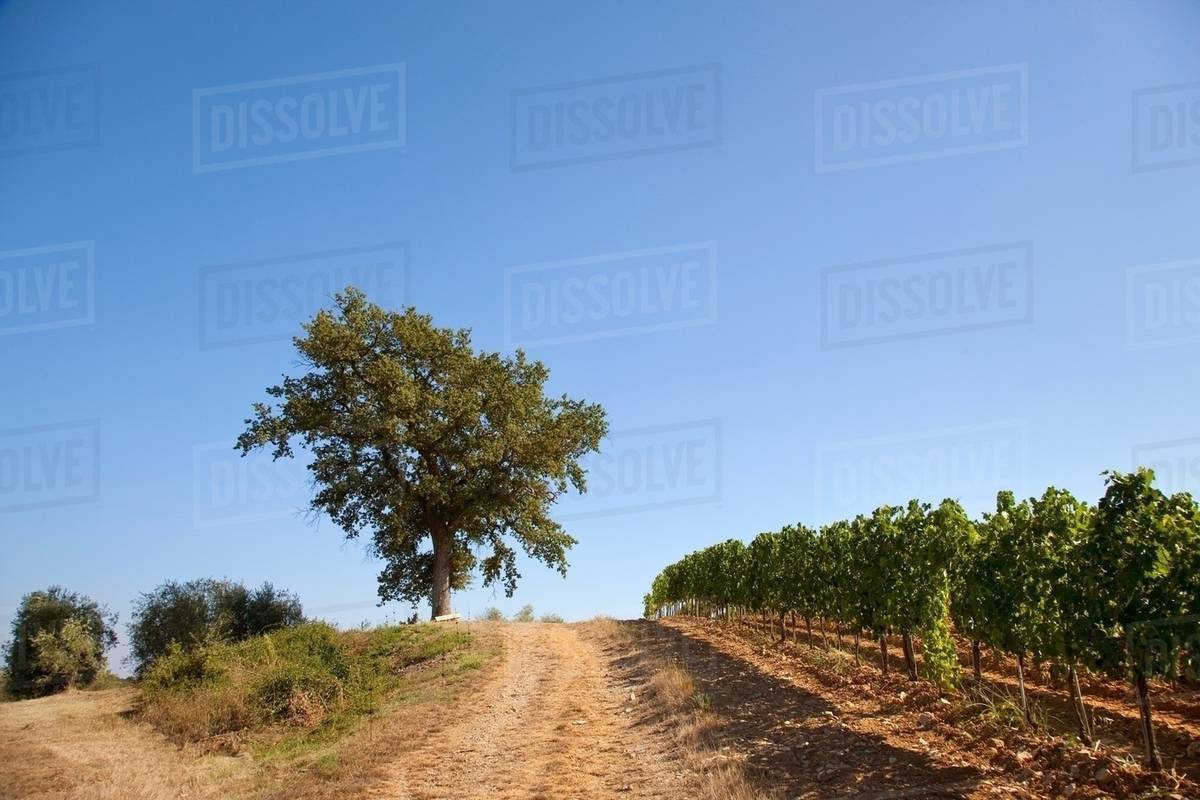 Tree growing in vineyard - Stock Photo - Dissolve