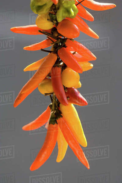 Hanging bunch of orange coloured chilli peppers - Royalty-free Stock ...
