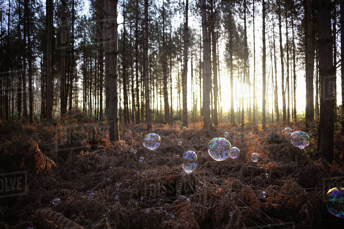 Bubbles floating in forest - Stock Photo - Dissolve