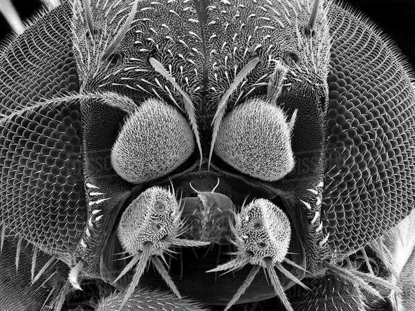 Magnified fruit fly - Royalty-free Stock Photo | Dissolve