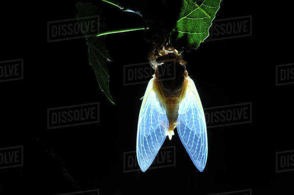 A cicada on tree branch emerging from its nymph exoskeleton, night time ...