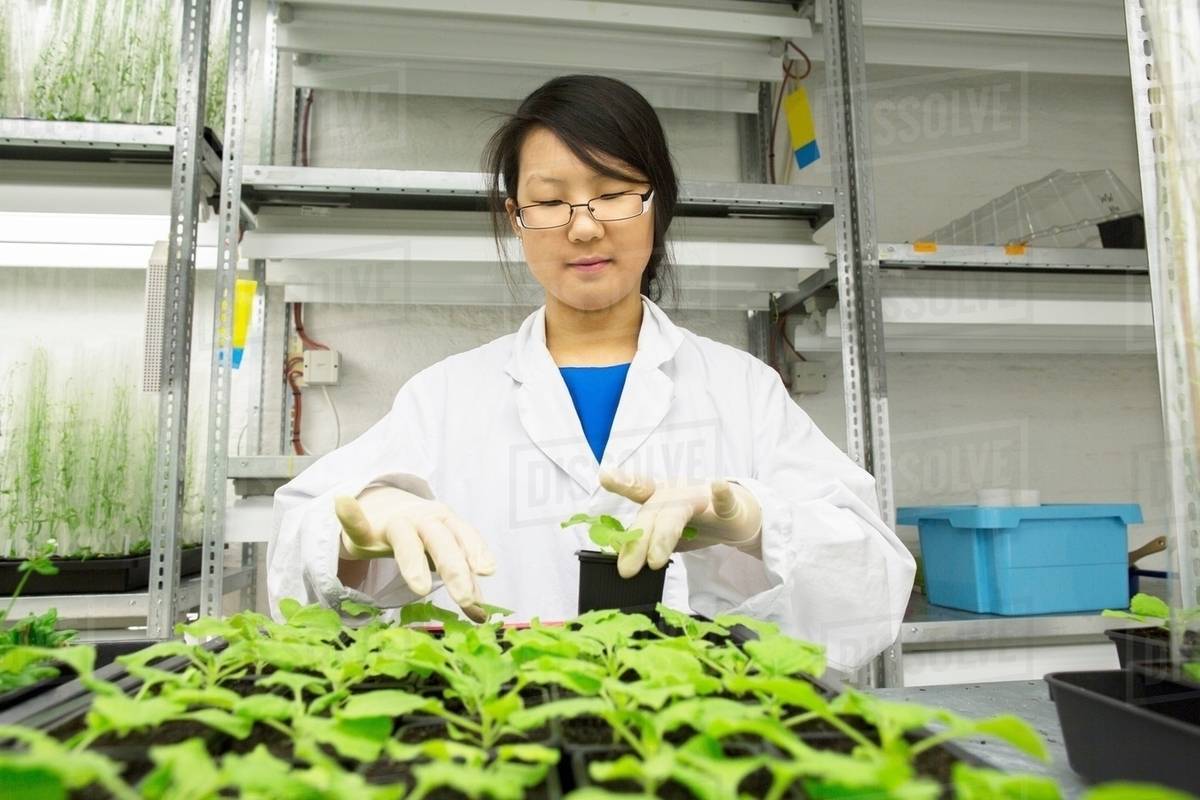 Female scientist selecting plant sample in greenhouse lab - Royalty ...