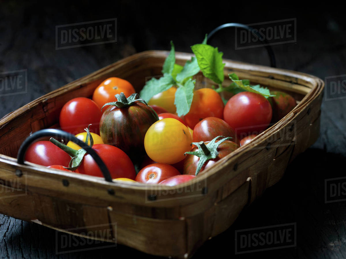 Fresh organic fruit, bistro tomato collection - Stock Photo - Dissolve