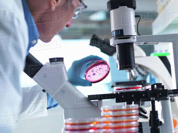 Microbiology, Scientist using an inverted light microscope to view ...