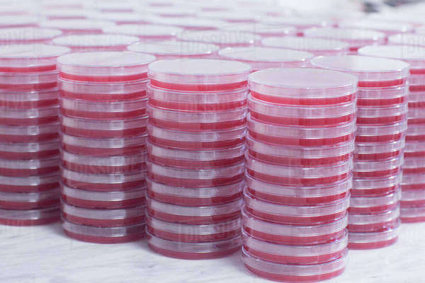 Stacks of petri dishes - Royalty-free Stock Photo | Dissolve