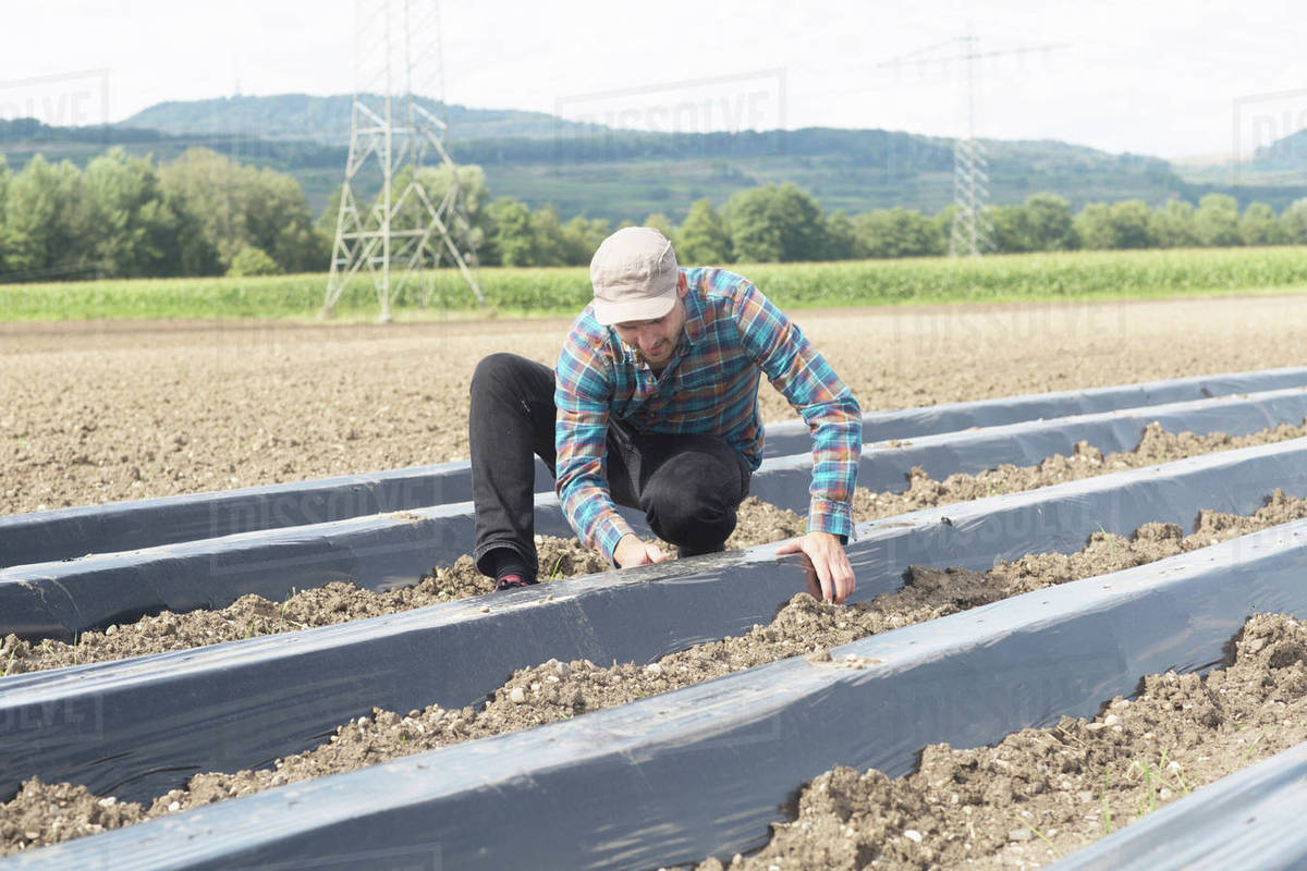 Farmer installing soil fumigation film to ploughed field - Royalty-free ...