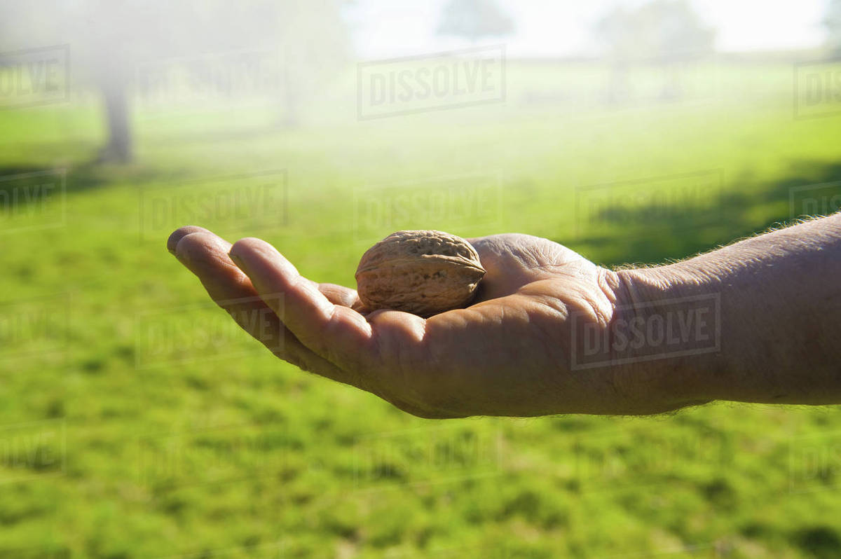Close up of man's hands holding harvesting walnut - Royalty-free Stock ...