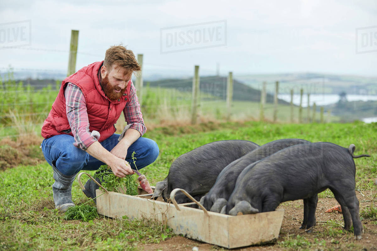 Man on farm feeding piglets - Stock Photo - Dissolve