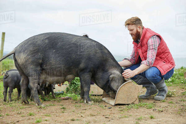 Man on farm feeding pig and piglets - Royalty-free Stock Photo | Dissolve