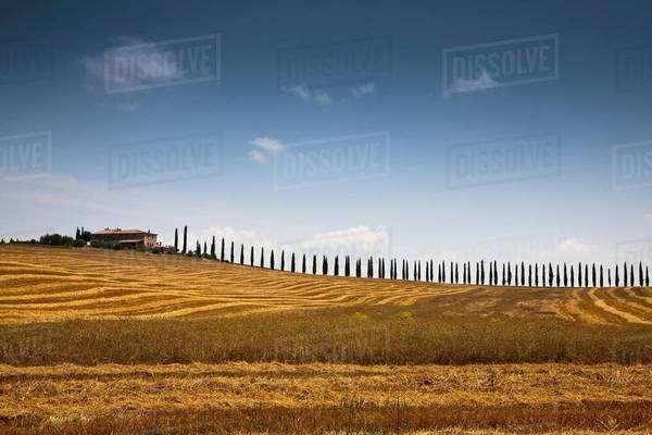 Trees lining crop field against blue sky - Stock Photo - Dissolve