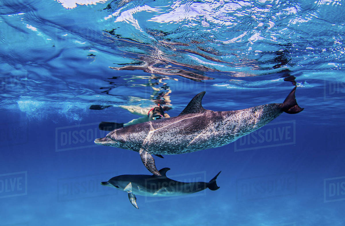 Atlantic Spotted dolphins, underwater view - Stock Photo - Dissolve