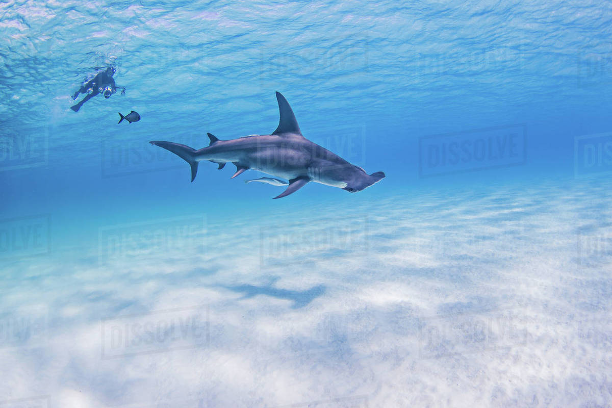 Great Hammerhead shark, underwater view - Royalty-free Stock Photo ...
