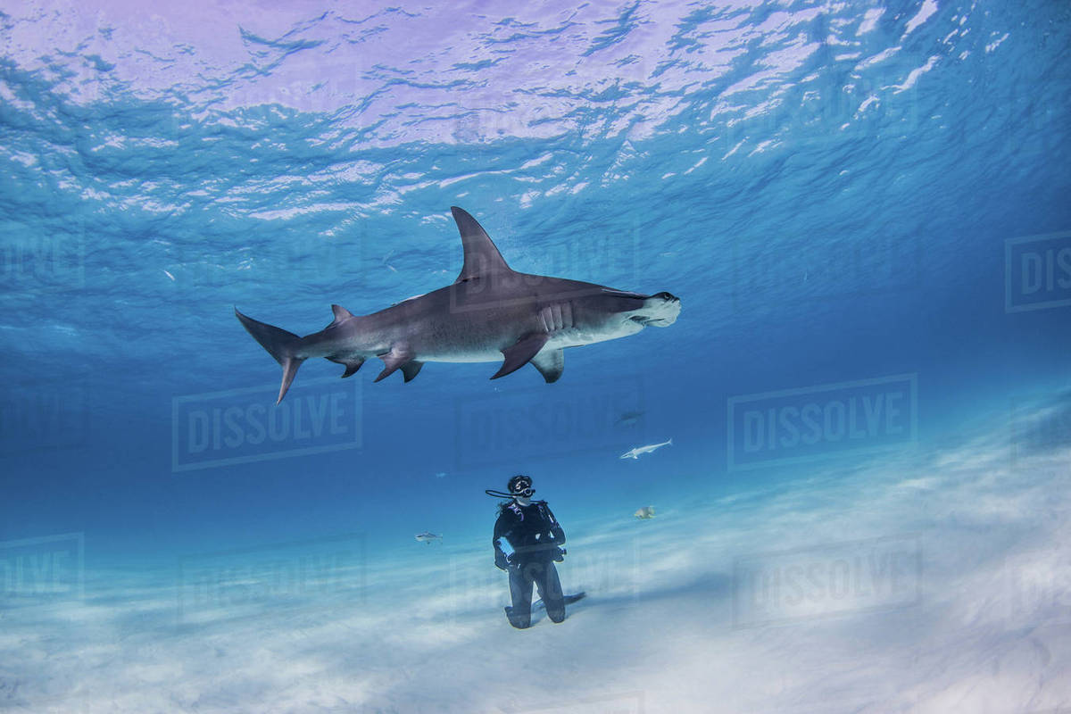 Diver watching Great Hammerhead shark, underwater view - Royalty-free ...