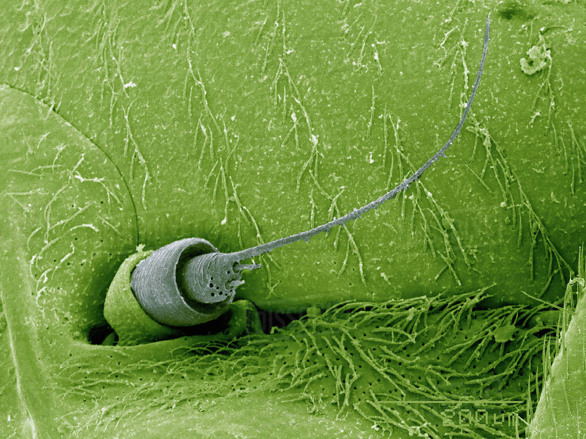 Scanning electron micrograph of the antenna of a planthopper (Hemiptera ...