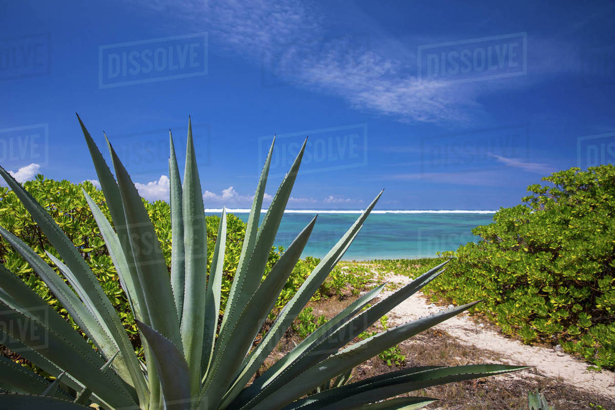 View of Indian Ocean and tropical plants, Reunion Island - Royalty-free ...