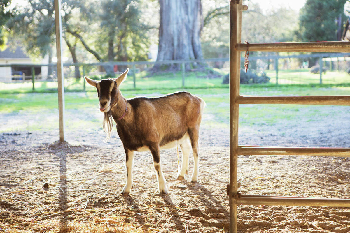 Goat in farm enclosure - Stock Photo - Dissolve