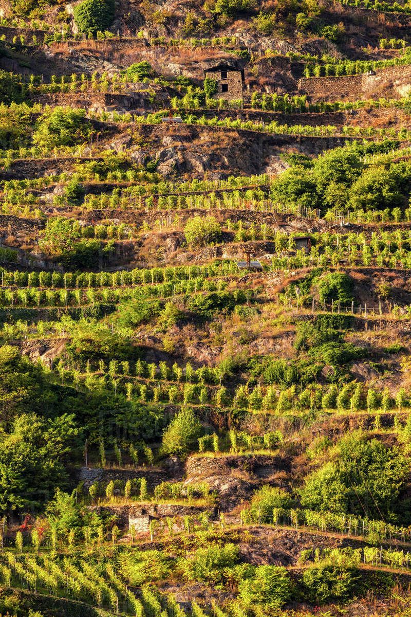 View of vineyards on slope of hill - Royalty-free Stock Photo | Dissolve