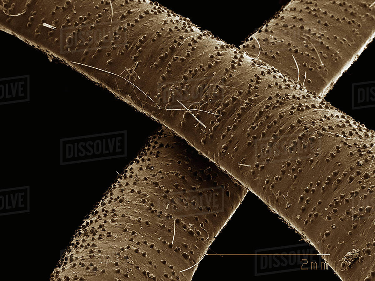 Setae on the head of a dobsonfly (Megaloptera: Corydalidae) imaged in a ...