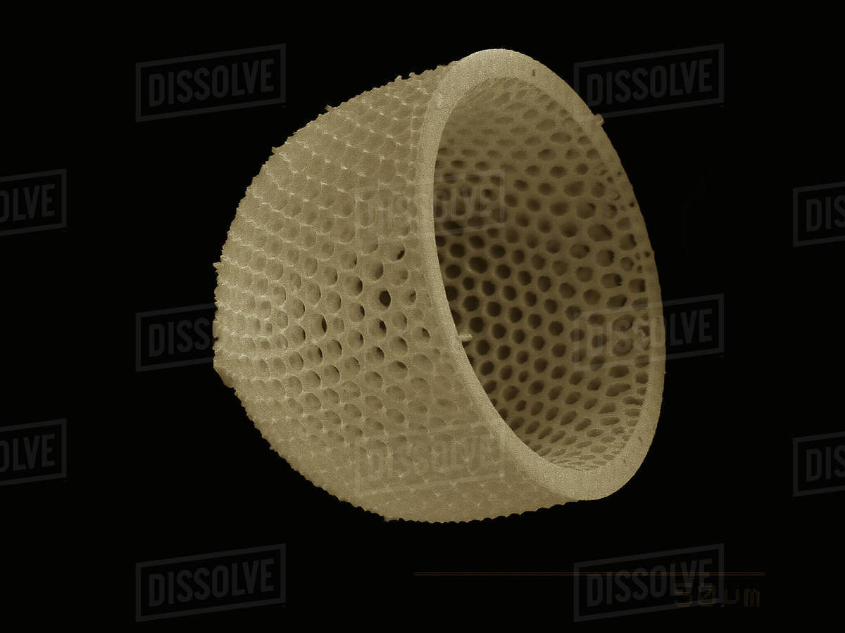 The test of a diatom imaged in a scanning electron microscope - Stock ...