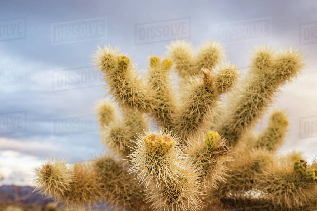 Close up of a cactus in Joshua Tree National Park at dusk, California ...