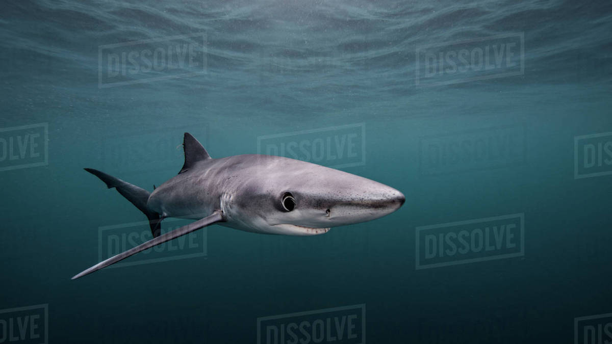 Blue Shark, underwater view, San Diego, California, USA - Royalty-free ...