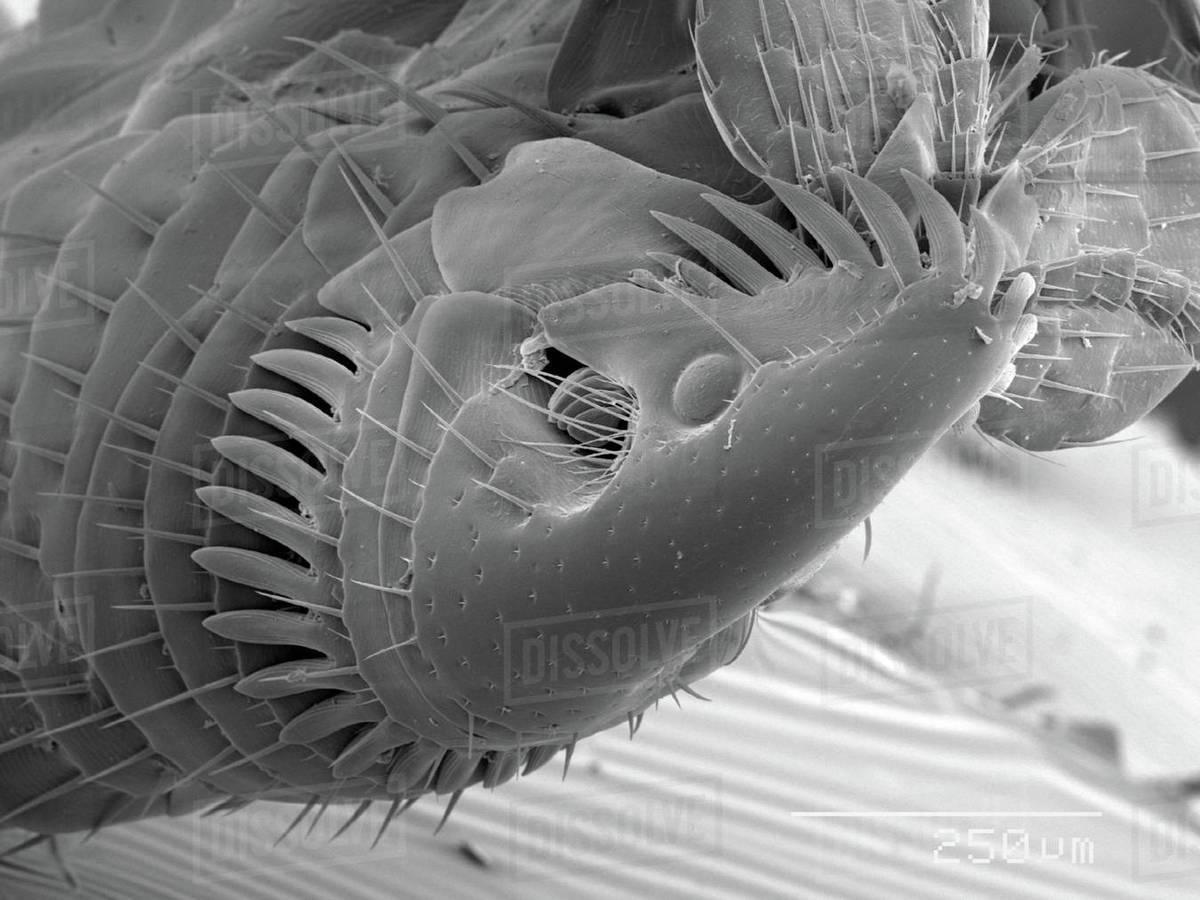 Magnified view of flea - Stock Photo - Dissolve