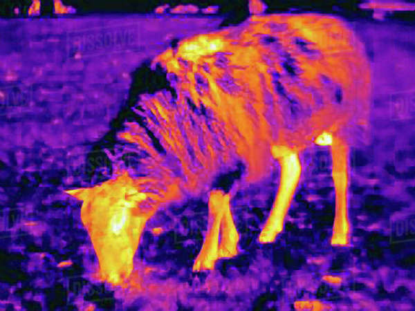 Thermal image of sheep showing thermal protection of its wool to heat ...
