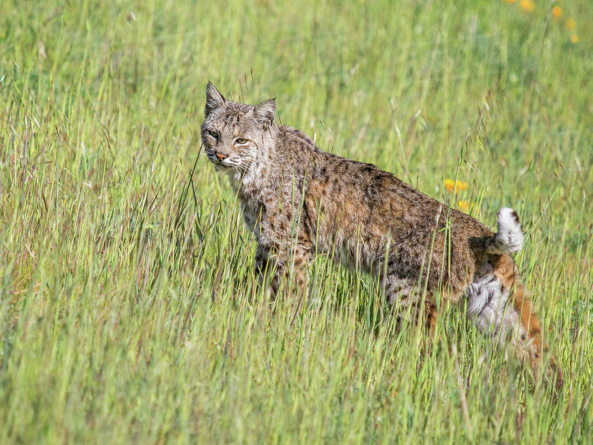 Bobcat, Lynx rufus californicus, Felis rufus - Royalty-free Stock Photo ...