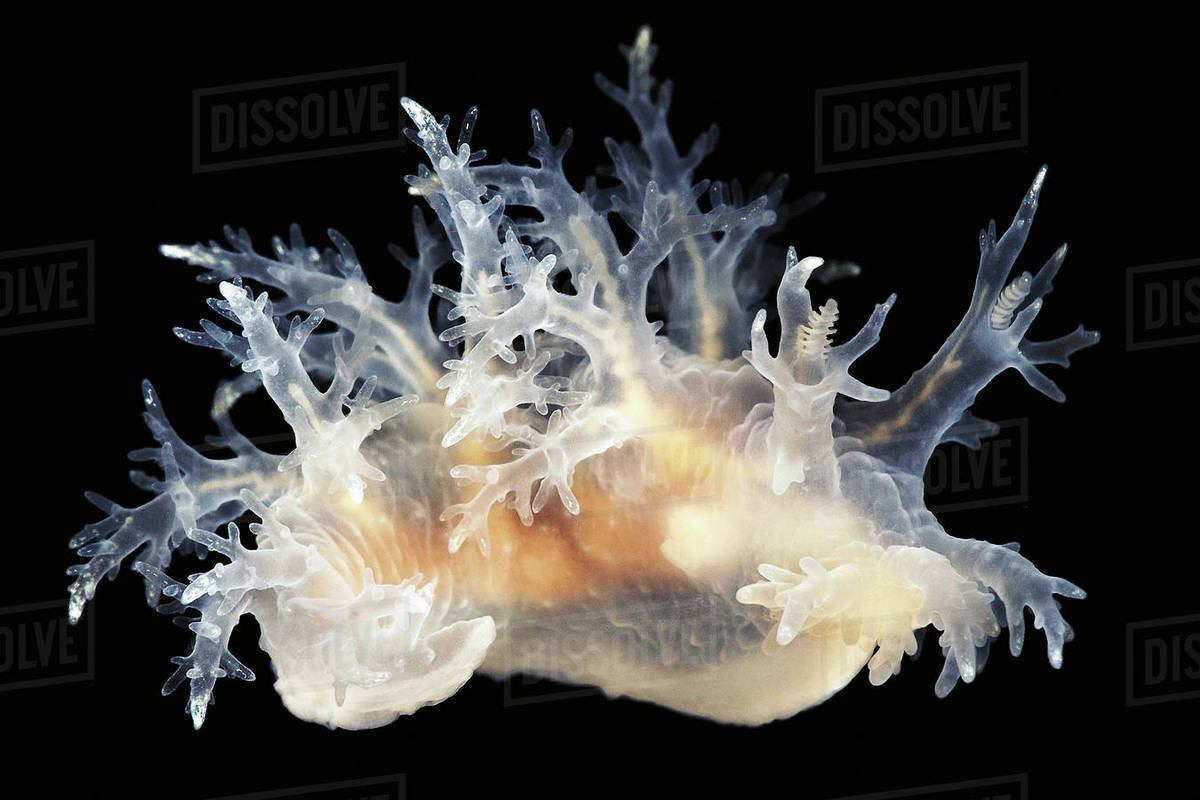 Dendronotus frondosus - Royalty-free Stock Photo | Dissolve