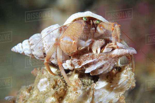 Pagurus pubescens hermit crab - Royalty-free Stock Photo | Dissolve