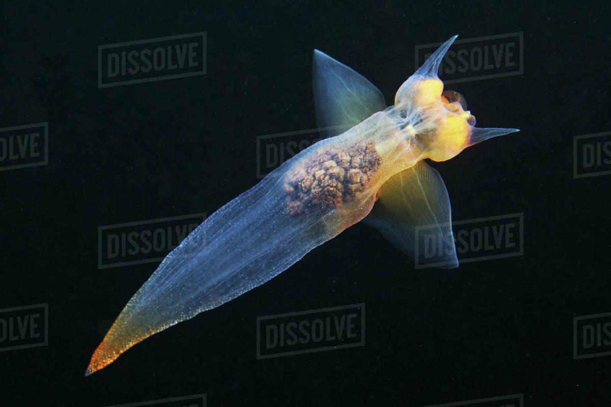 Clione limacina - Royalty-free Stock Photo | Dissolve